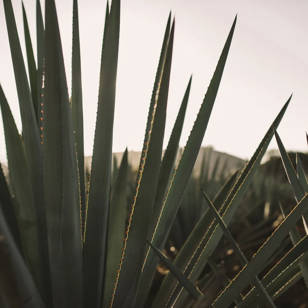 Destilería Orendain | Tequila Orendain
